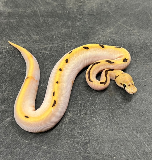 Super OD Scrambler YB Enchi Fire Calico Spider Ball Python by NBK Reptiles