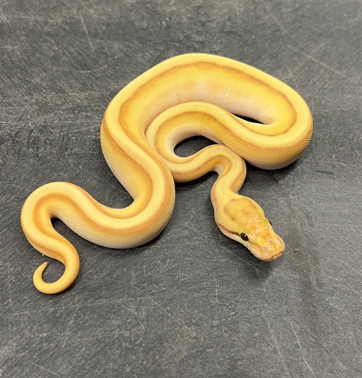 Banana Enchi YB Lesser Gstripe Ball Python by NBK Reptiles