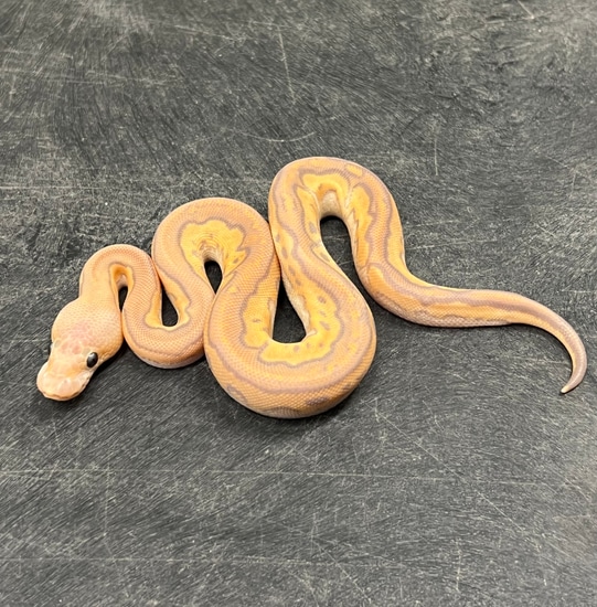 Banana HRA Phantom Clown Ball Python by NBK Reptiles