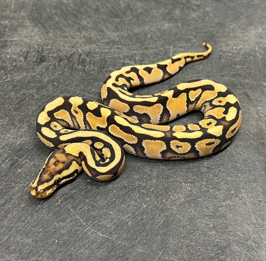 Enchi Phantom Spotnose DH Grail Ball Python by NBK Reptiles