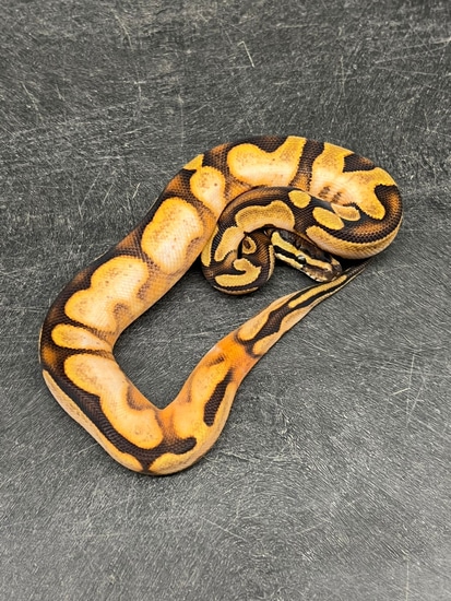Od Yb Enchi Calico Ball Python By Nbk Reptiles