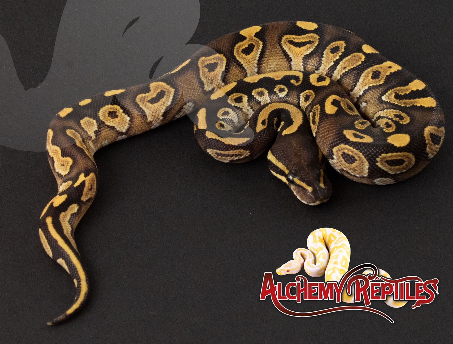 2019 Mojave Possible Low Expression Calico Possible Yellow Belly Ball ...