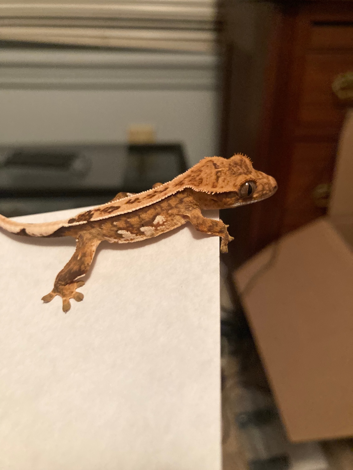 Pinstripe Harlequin Baby Crested Gecko by GetGeck'd Geckos - MorphMarket
