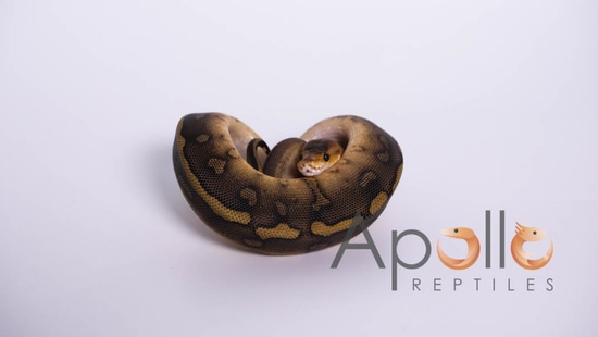 Champagne, Leopard, Pinstripe, Cinnamon, 66% Het Pied Ball Python by Apollo Reptiles INC