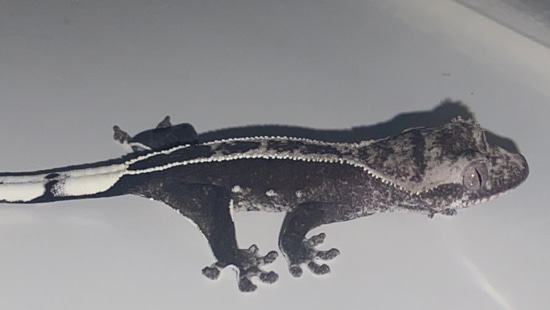 Visual Axanthic X Emptyback X Pinstripe Crested Gecko by DesignerCresties