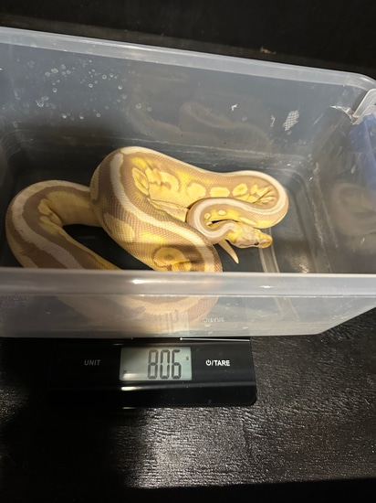 1084g Pastel Leopard Candy Cinnamon 50% Het Pied Ball Python by Scott Rice