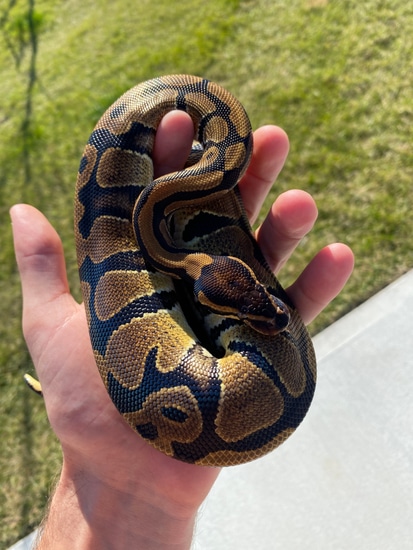 Double Het Desert Ghost Pied Ball Python by Conduit Constrictors