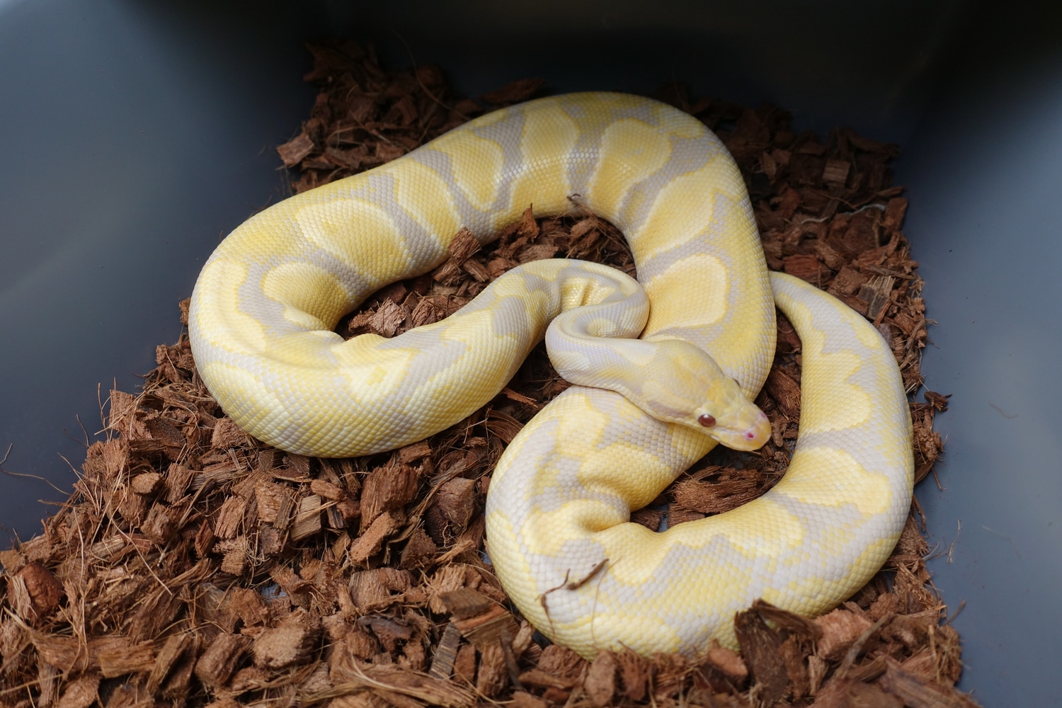 Candino 100% Het Pied Ball Python by Conduit Constrictors - MorphMarket