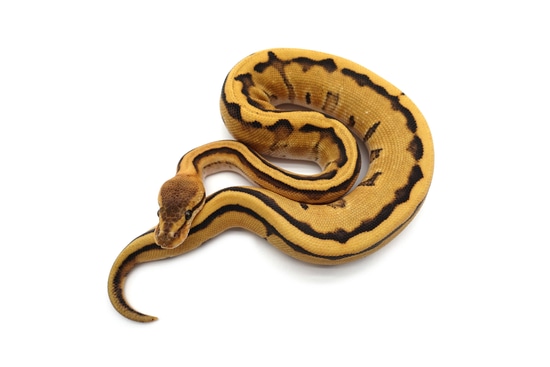 Enhancer (Desert Ghost) G-Stripe Het Clown Ball Python by Conduit ...