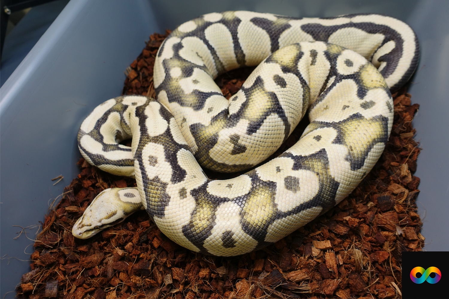 Pastel Desert Ghost Ball Python by Conduit Constrictors - MorphMarket