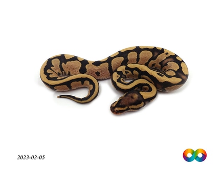 Conduit Constrictors - MorphMarket