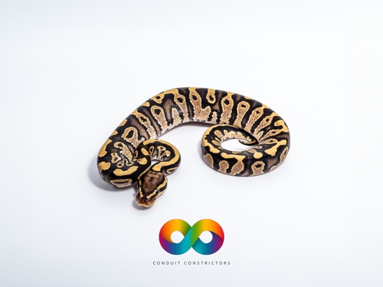 Fire Het Clown 50% Het Monsoon Ball Python by Conduit Constrictors
