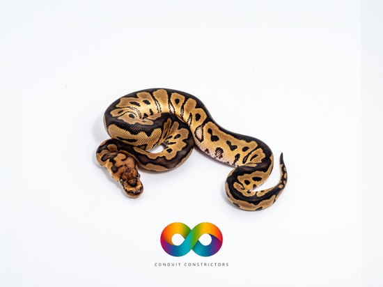 Clown 50% Het Monsoon Ball Python by Conduit Constrictors