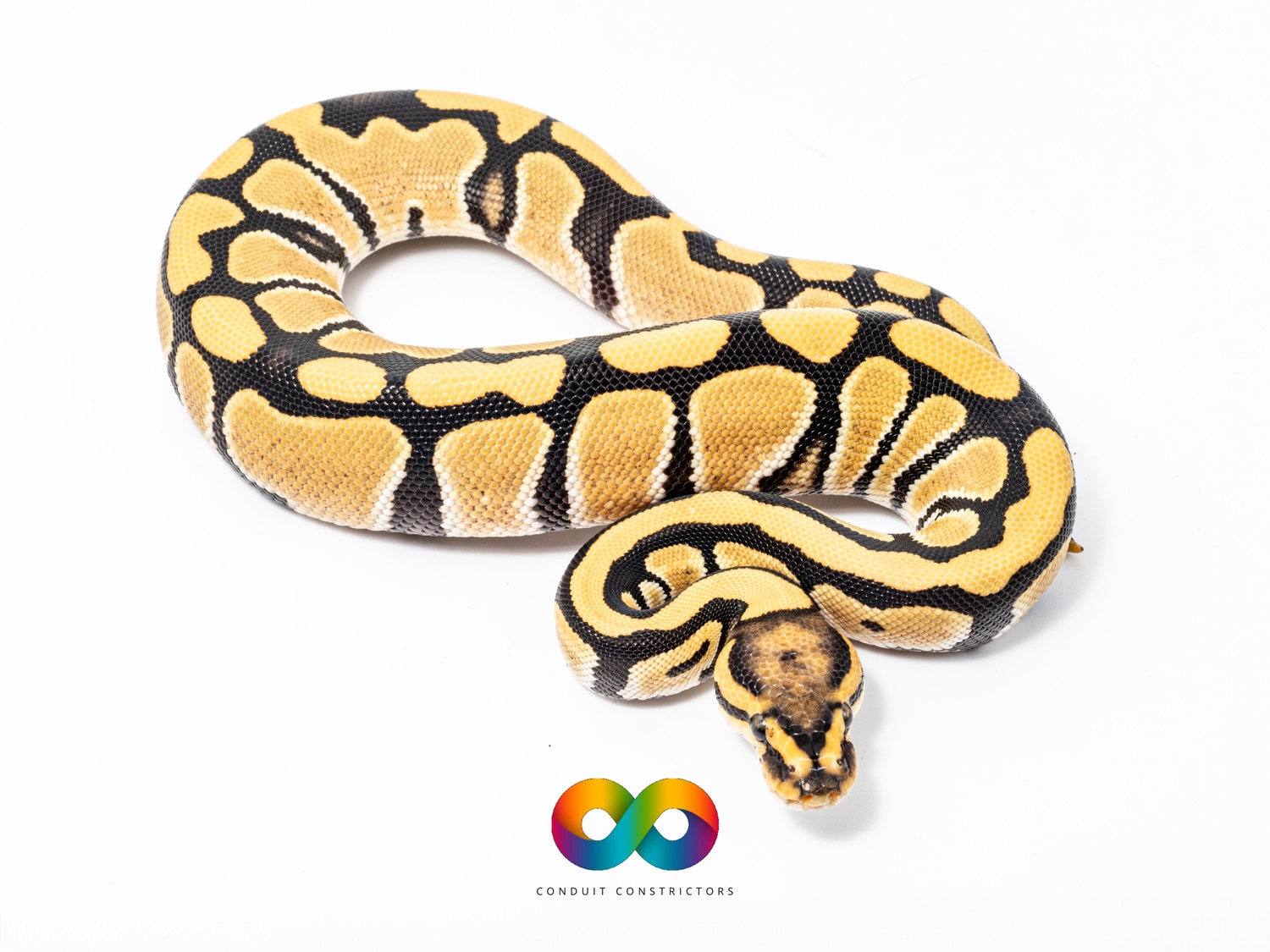 Desert Ghost DH Clown G-Stripe Ball Python by Conduit Constrictors ...