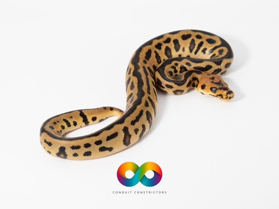 Yellowbelly Batman Ball Python by Conduit Constrictors