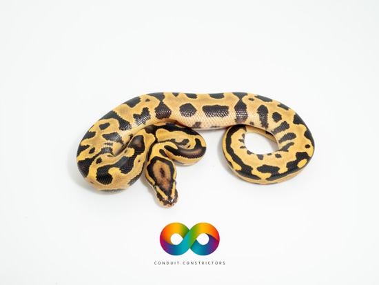 Orange Dream Leopard Fire Het Desert Ghost 50% Het Monsoon Ball Python by Conduit Constrictors