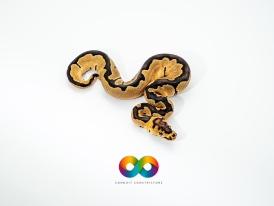 Enchi Clown 50% Het Monsoon Ball Python by Conduit Constrictors