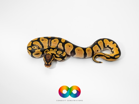 2023/24 Wholesale Sub Adults & Hatchlings (8) Ball Python by Conduit Constrictors