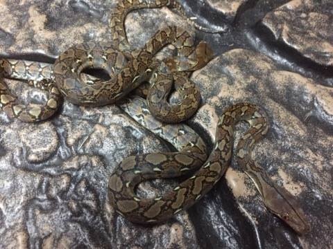 Reticulated Python by Carolina Reptiles - MorphMarket