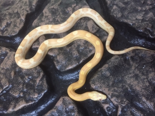 Butter Motley Corn Snake by Carolina Reptiles - MorphMarket