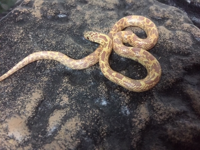 Albino Mosaic King Snake Florida Kingsnake by Carolina Reptiles ...