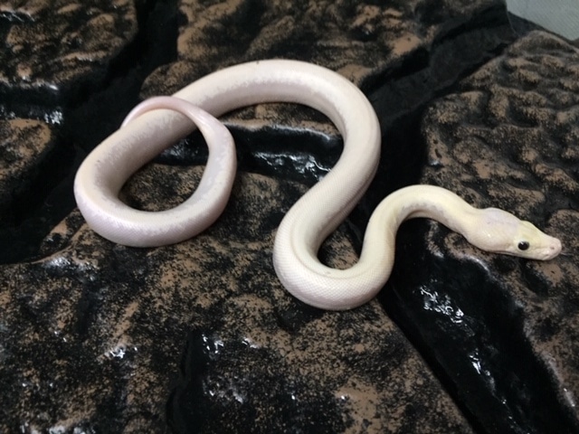 Ivory Het Granite Burmese Python by Carolina Reptiles - MorphMarket
