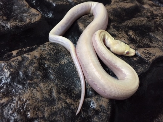 Blizzard Het Granite Burmese Pythons by Carolina Reptiles