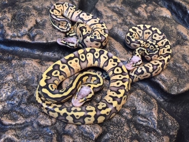 Super Pastel Het Clowns Ball Python by Carolina Reptiles - MorphMarket