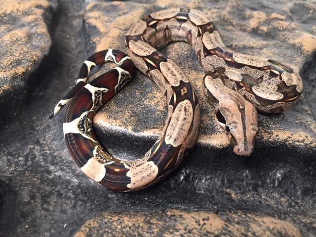 Suriname #3 True Red-tailed Boa Constrictor by Carolina Reptiles ...