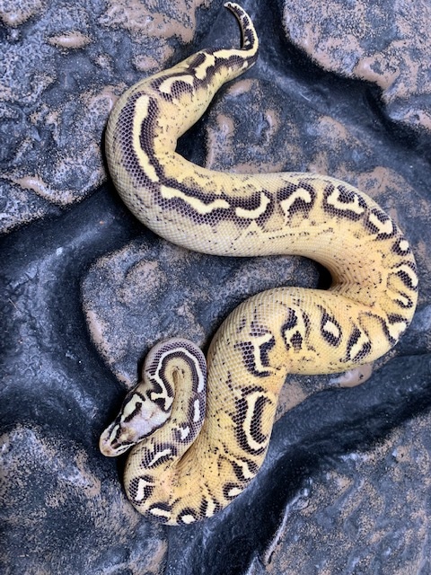 Pastel Freeway Ball Python by Carolina Reptiles - MorphMarket