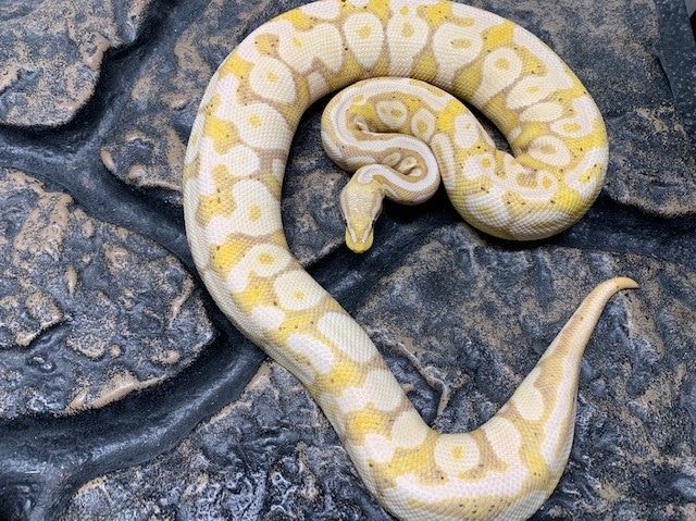 Pastel Banana Poss. Asphalt Ball Python by Carolina Reptiles - MorphMarket