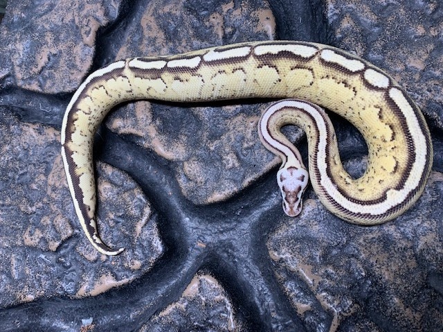 Pastel Super Stripe Ball Python by Carolina Reptiles - MorphMarket
