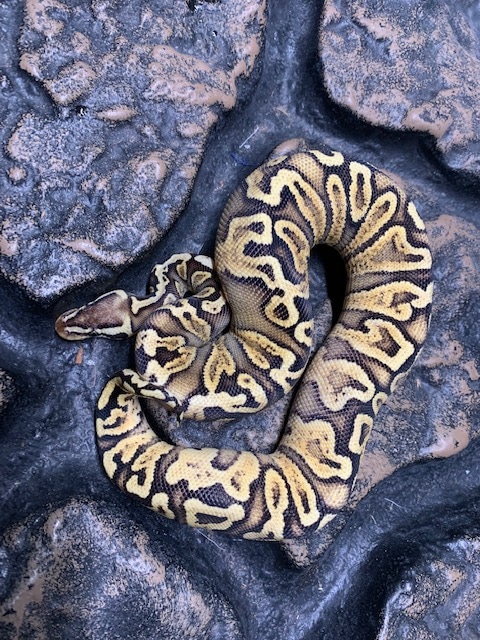 Pastel GHI Asphalt Or Yellow Belly Ball Python by Carolina Reptiles ...