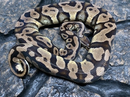 Adult Pastel Asphalt Ball Python by Carolina Reptiles