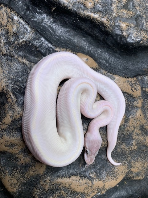 Blue Eye Leucistic Het Albino Ball Python by Carolina Reptiles ...