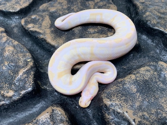 Albino Mojave Ball Python by Carolina Reptiles