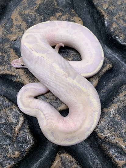 Leopard Ivory Ball Python by Carolina Reptiles