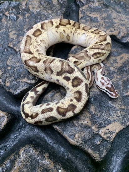 Pastel Leopard Super Stripe Ball Python by Carolina Reptiles