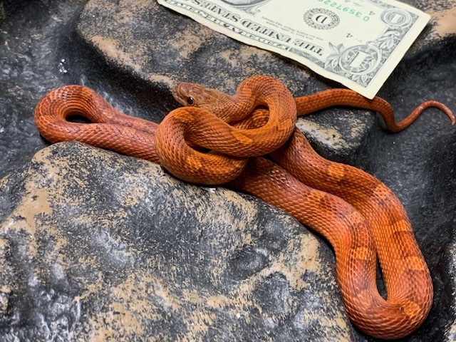 Well Started Blood Red Corn Corn Snake by Carolina Reptiles - MorphMarket