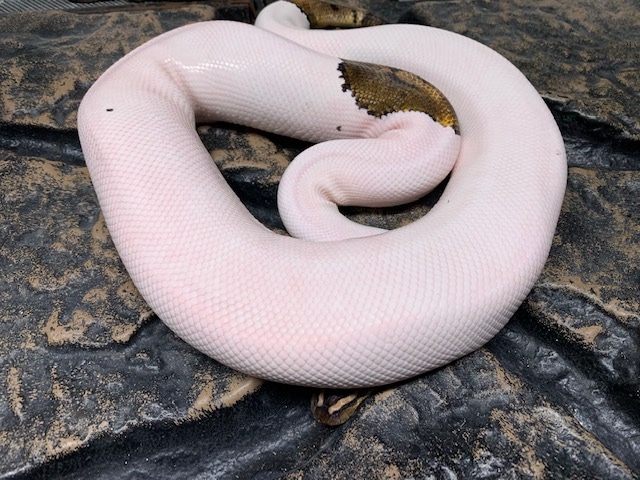 Adult Pied Ball Python by Carolina Reptiles - MorphMarket