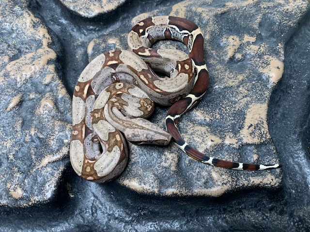 Suriname True Red-tailed Boa Constrictor by Carolina Reptiles - MorphMarket