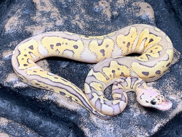 Killer Clown Ball Python by Carolina Reptiles - MorphMarket