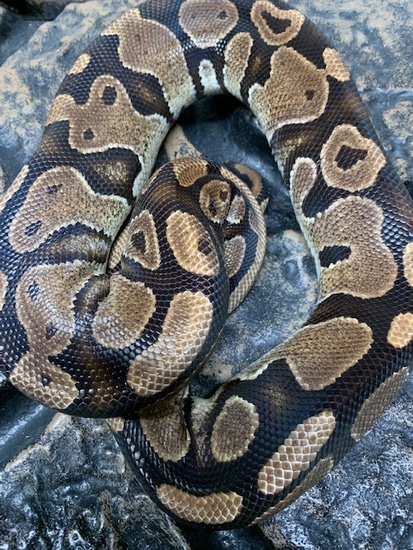 Proven Female Double Het Albino And Pied Ball Python by Carolina Reptiles