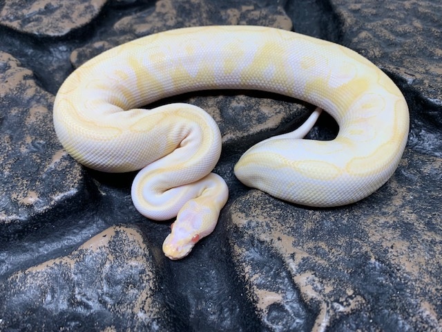 Albino Mojave Ball Python by Carolina Reptiles - MorphMarket