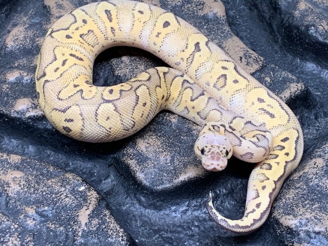 Killer Clown Ball Python by Carolina Reptiles - MorphMarket