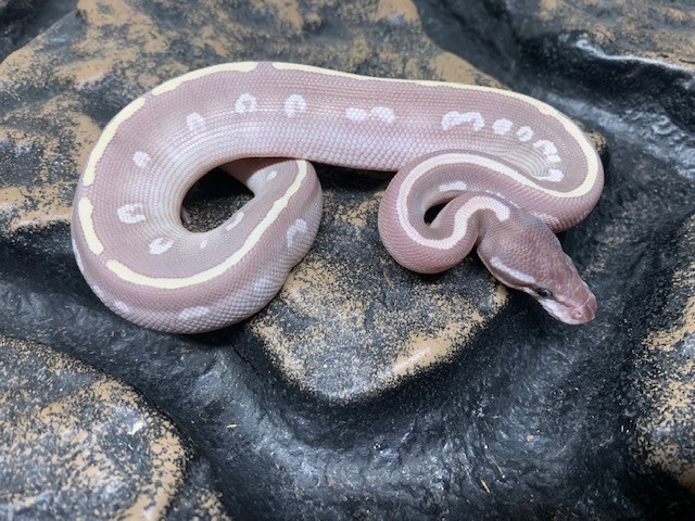 Mystic Potion Ball Python by Carolina Reptiles - MorphMarket