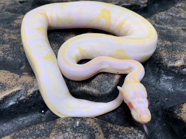 Albino Mojave Ball Python by Carolina Reptiles - MorphMarket