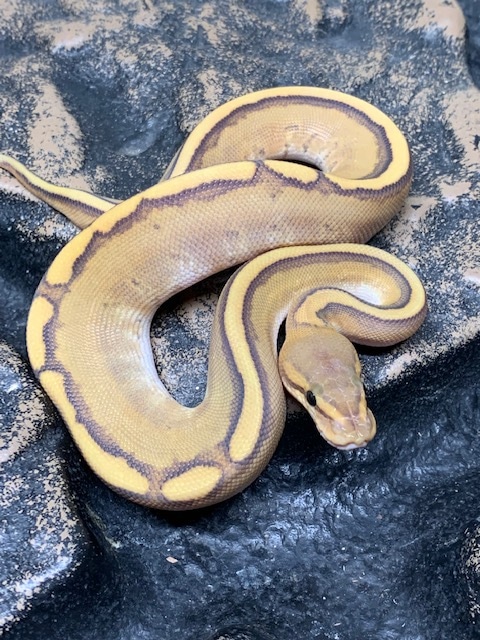 Ghost Genetic Stripe #1m Ball Python by Carolina Reptiles - MorphMarket