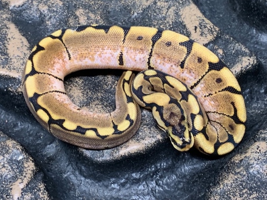 Spider Het Pied Ball Python by Carolina Reptiles