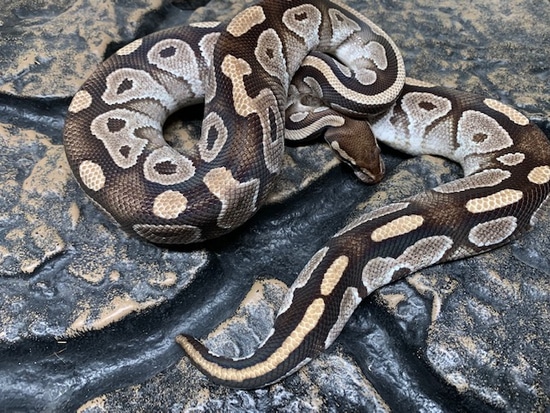 Adult Female Mojave Het Albino #3 Ball Python by Carolina Reptiles
